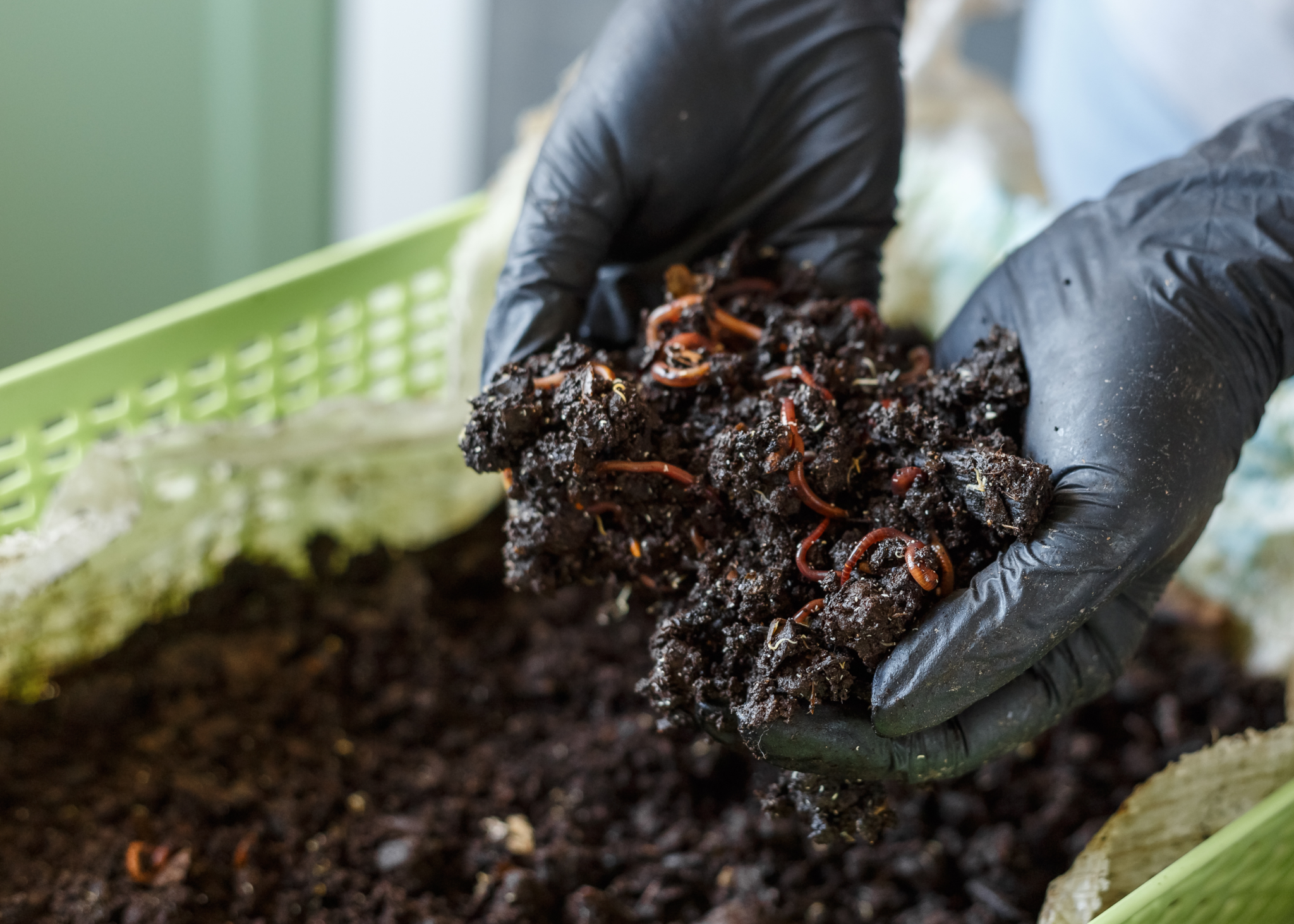 5 Things You Need To Know For Vermicomposting Successfully - Princess ...