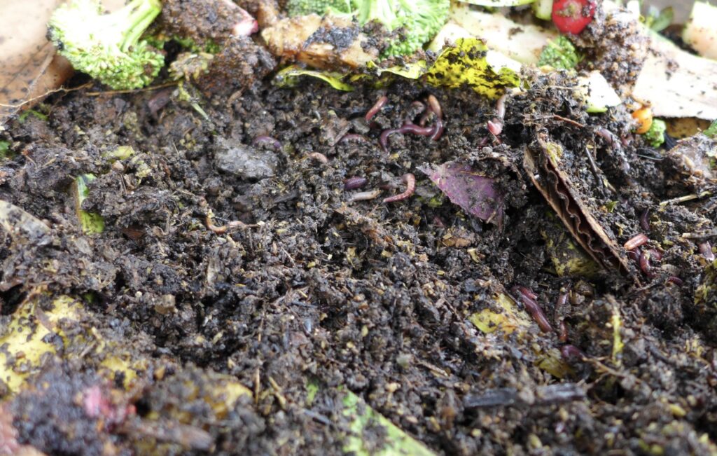 Carbon... The Great Fixer! - Princess Gardens Worm Farm